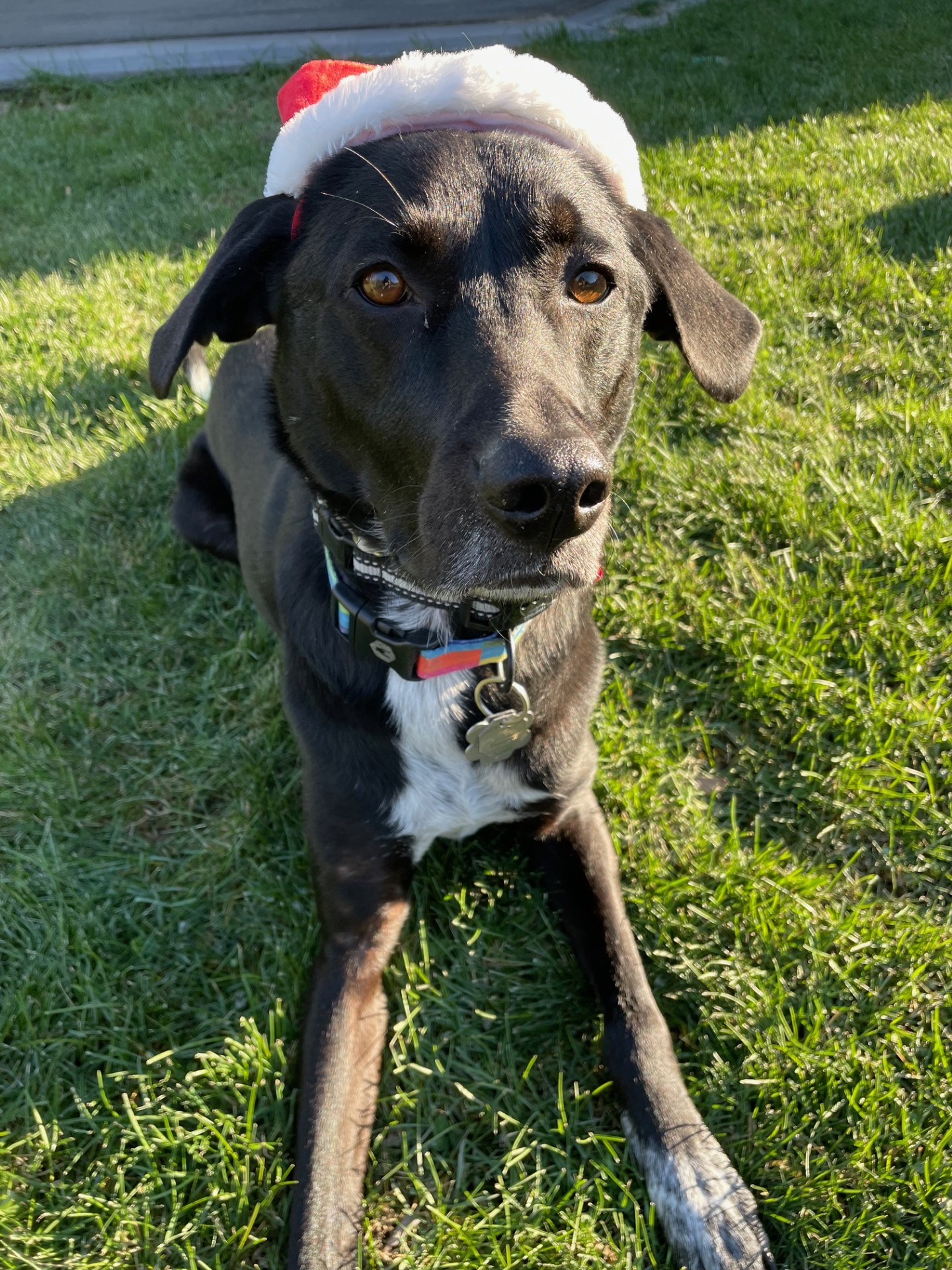 The Teachers’ Pets of Gettysburg College | The Gettysburgian.